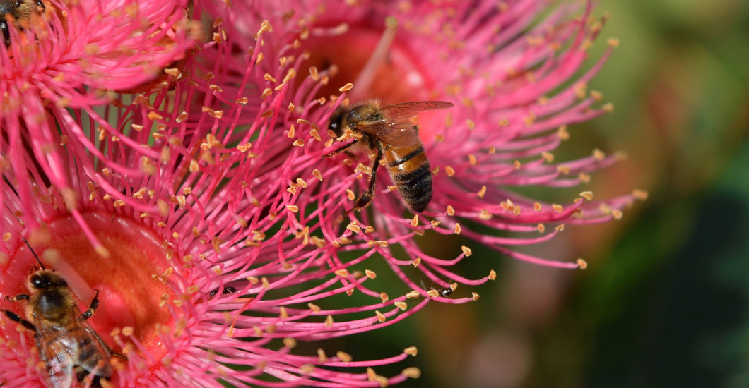 Top 5 Native Plants to Attract Bees to Your Balcony (That Thrive in CU ...